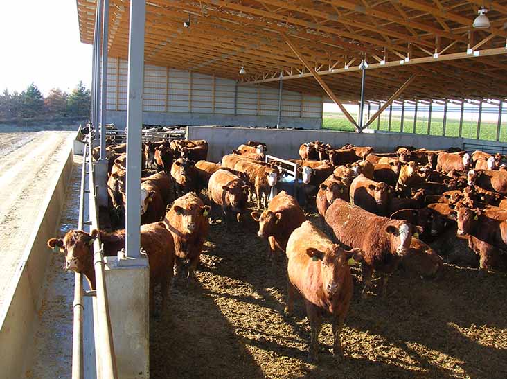 Indoor Feedlot Facility | Colfax County, Nebraska | FBi Buildings