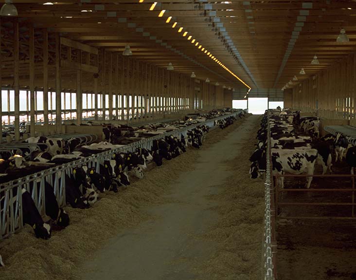 Free Stall Dairy Barn | Newton County, Indiana | FBi Buildings