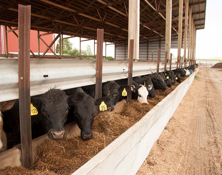 Indoor Feedlot Facility | Fulton County, Indiana | FBi Buildings
